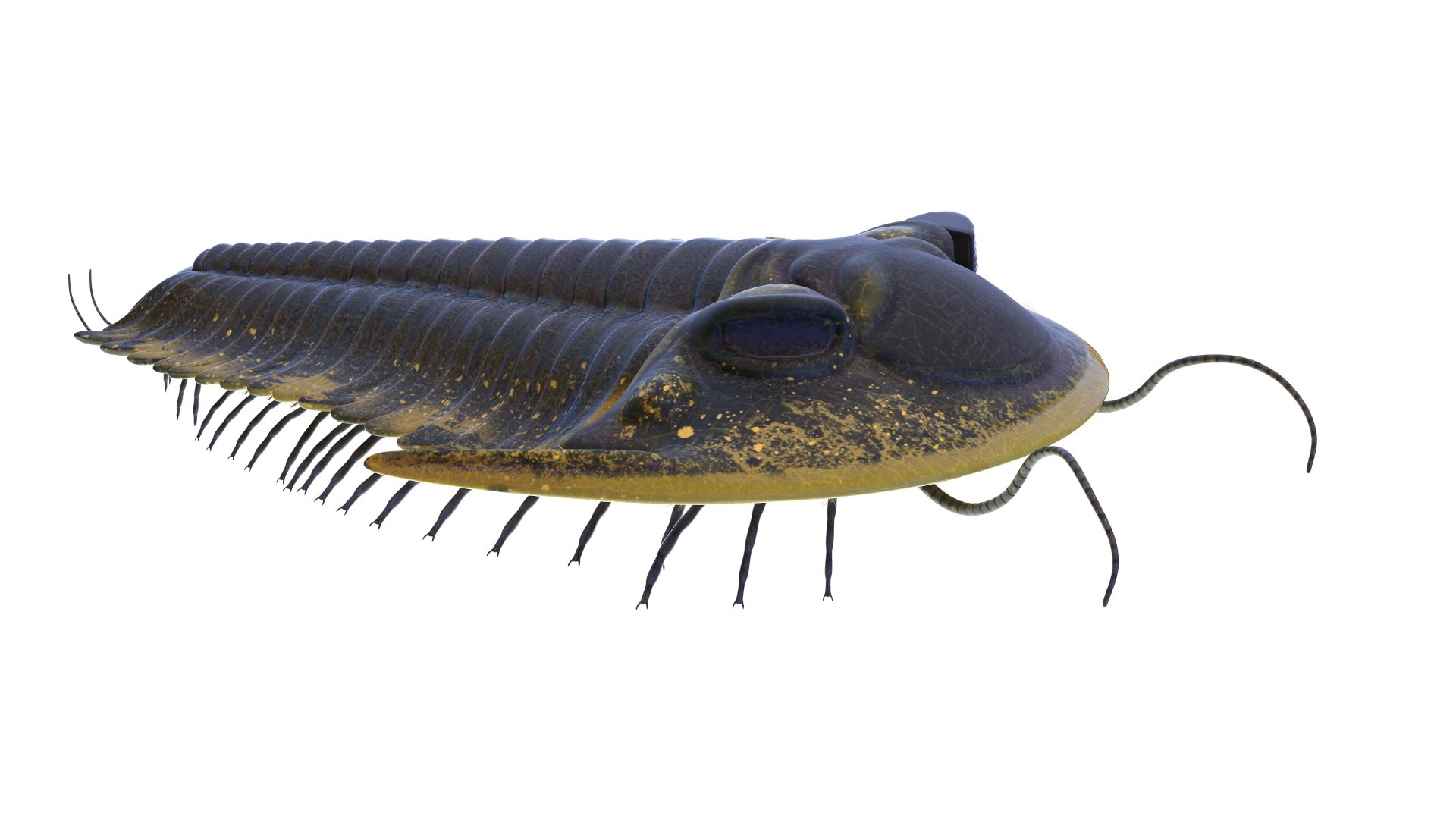 Trilobite Animated 3D Model - TurboSquid 1782603