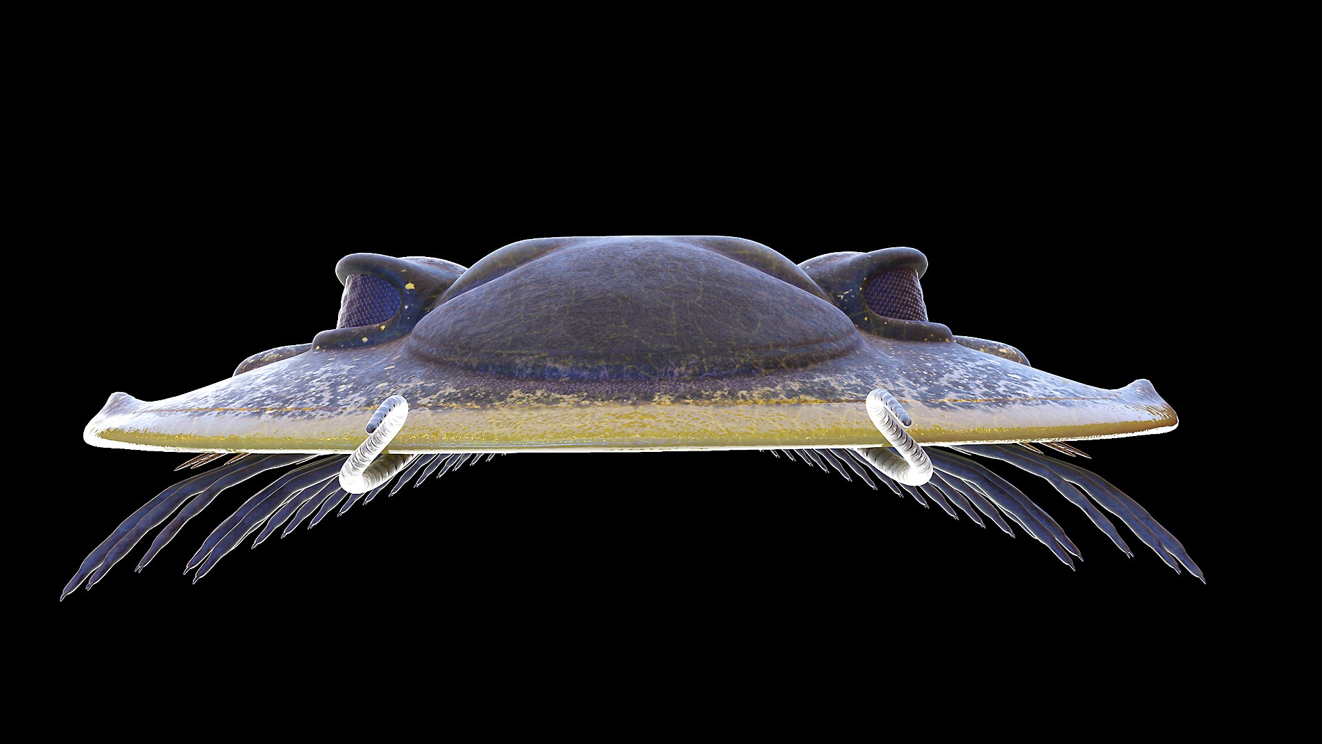 Trilobite Animated 3D Model - TurboSquid 1782603