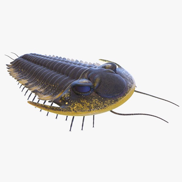 Trilobite Animated 3D model - TurboSquid 1782603
