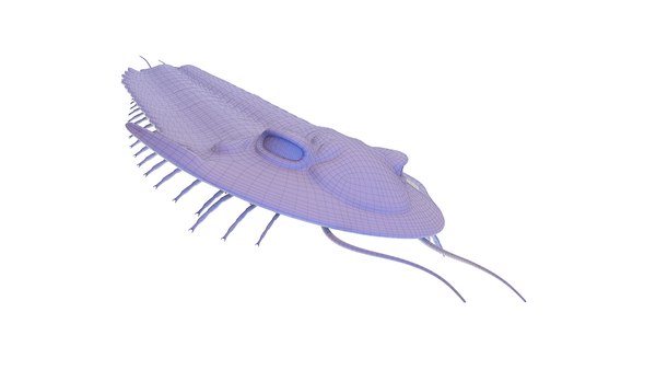 Trilobite Animated 3D model - TurboSquid 1782603