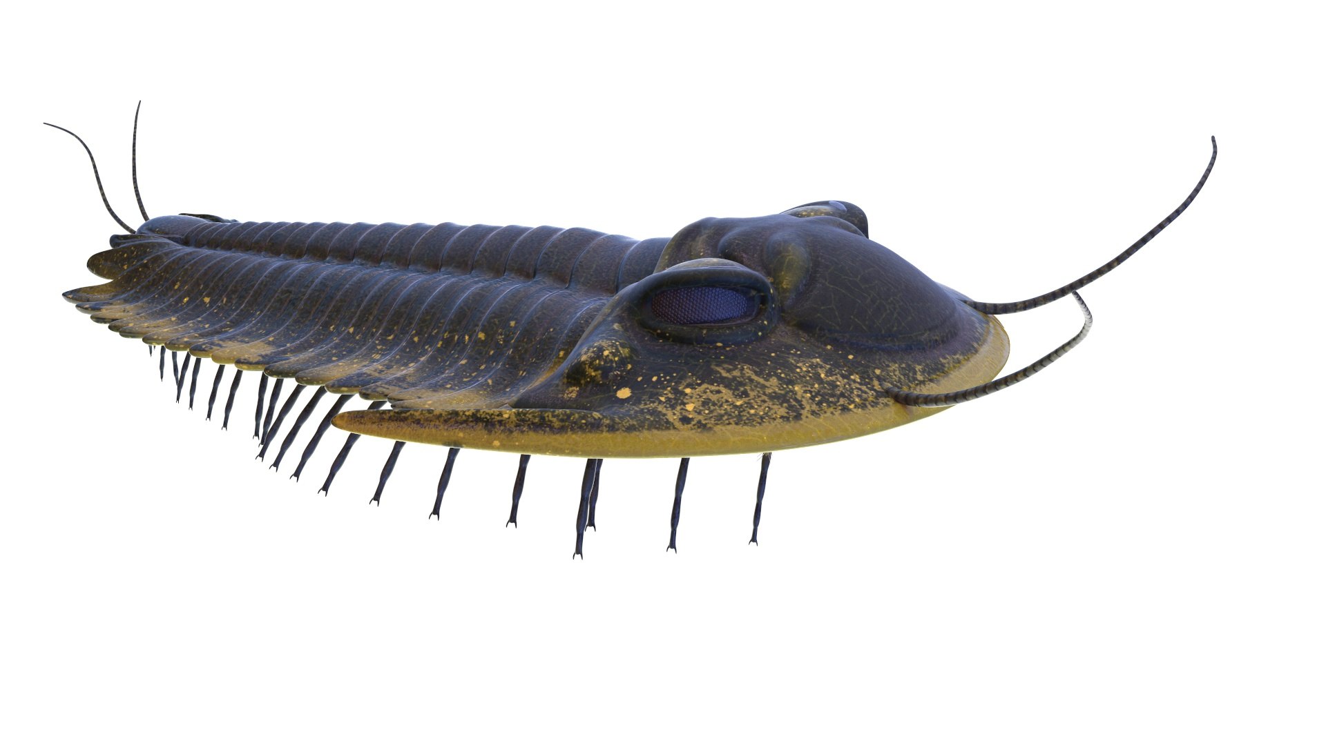 Trilobite Animated 3D Model - TurboSquid 1782603