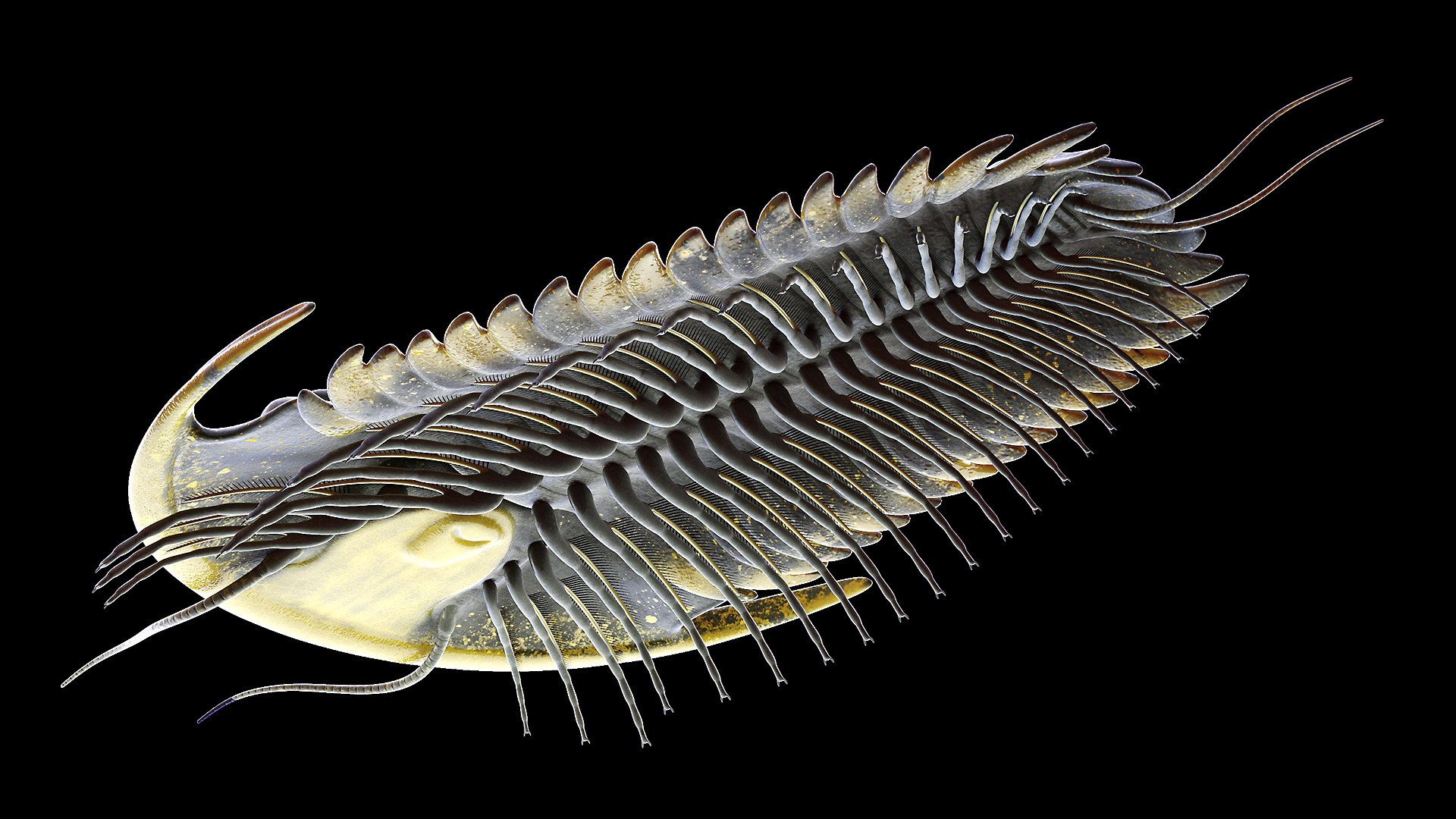 Trilobite Animated 3D Model - TurboSquid 1782603