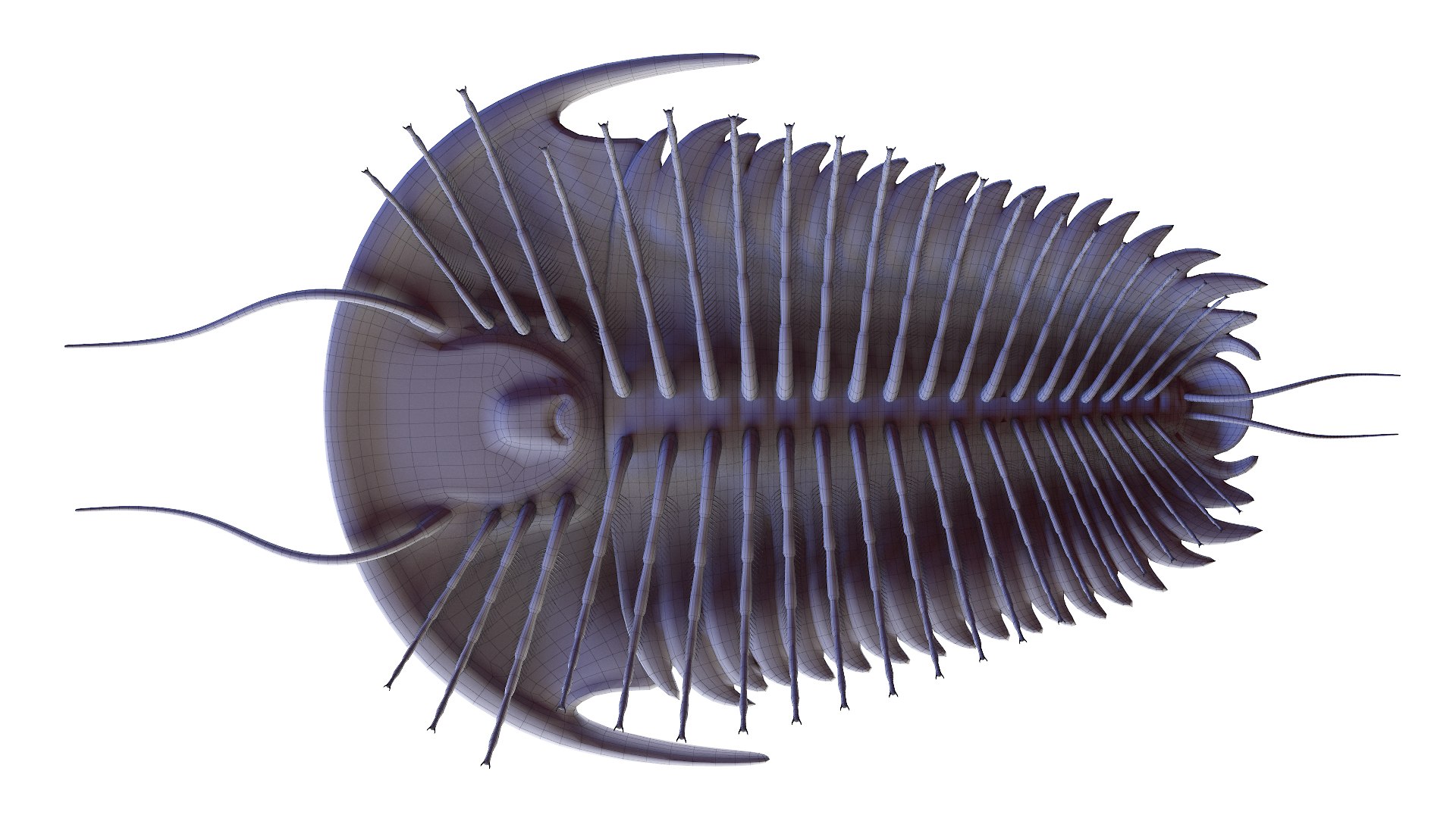 Trilobite Animated 3D Model - TurboSquid 1782603