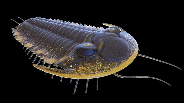 Trilobite Animated 3D model - TurboSquid 1782603