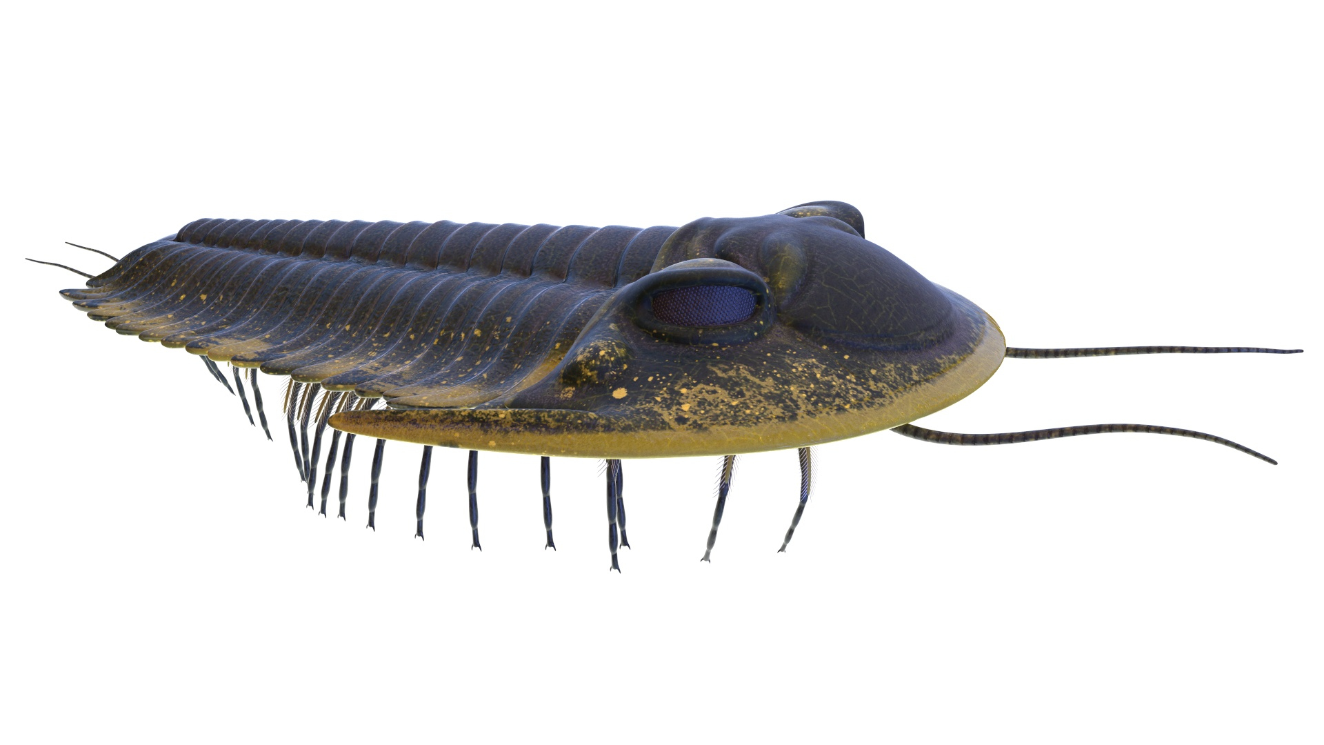 Trilobite Animated 3D Model - TurboSquid 1782603