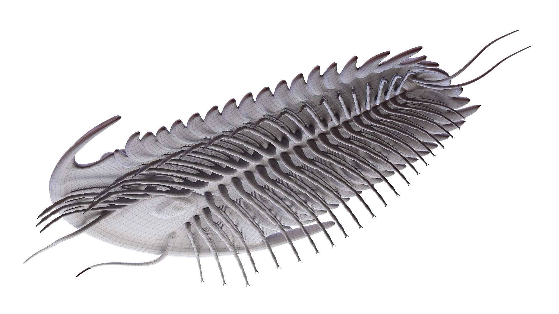 Trilobite Animated 3D Model - TurboSquid 1782603