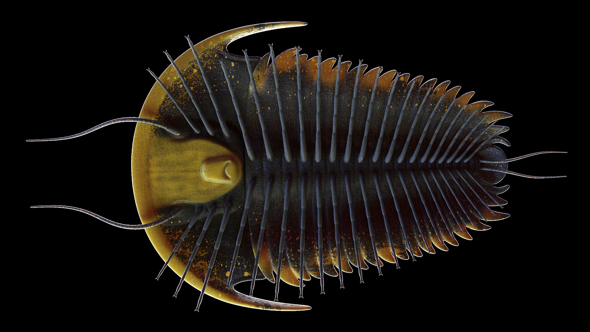 Trilobite Animated 3D Model - TurboSquid 1782603