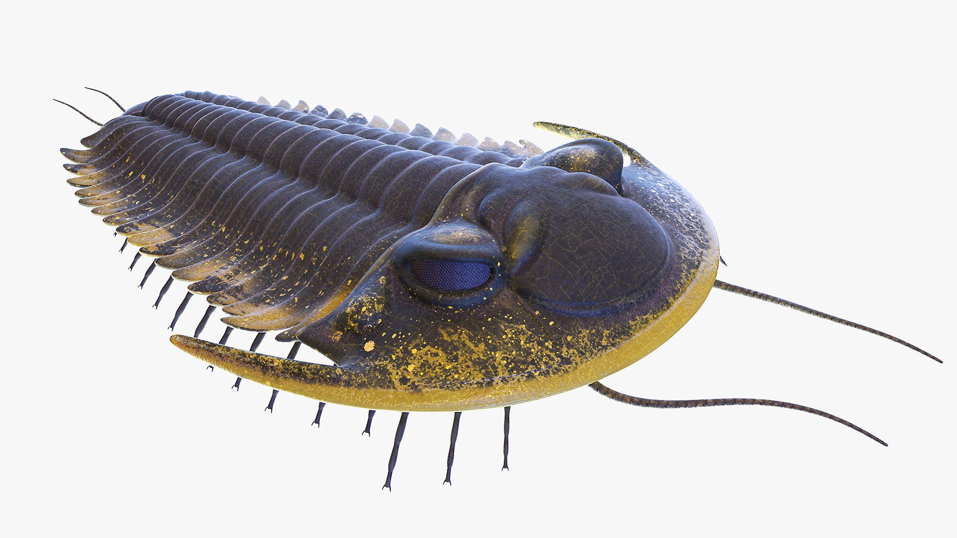 Trilobite Animated 3D model - TurboSquid 1782603
