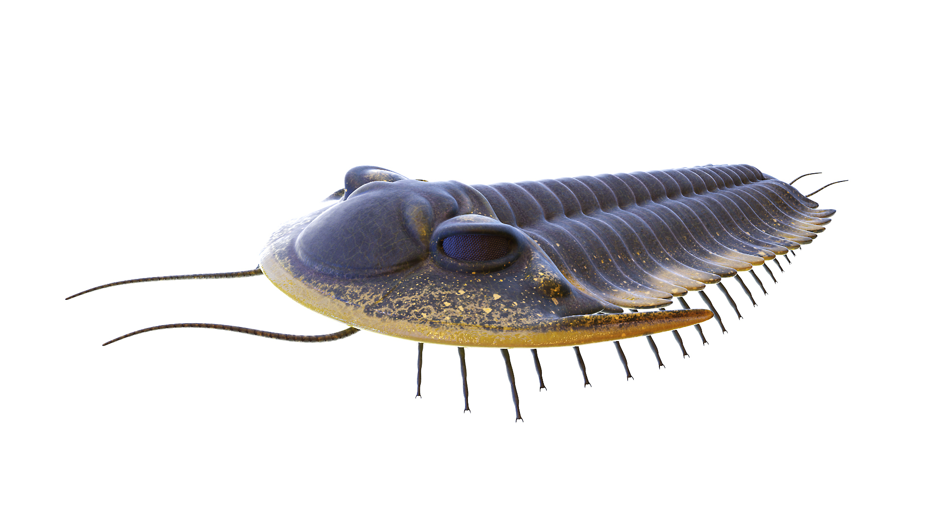 Trilobite Animated 3D Model - TurboSquid 1782603