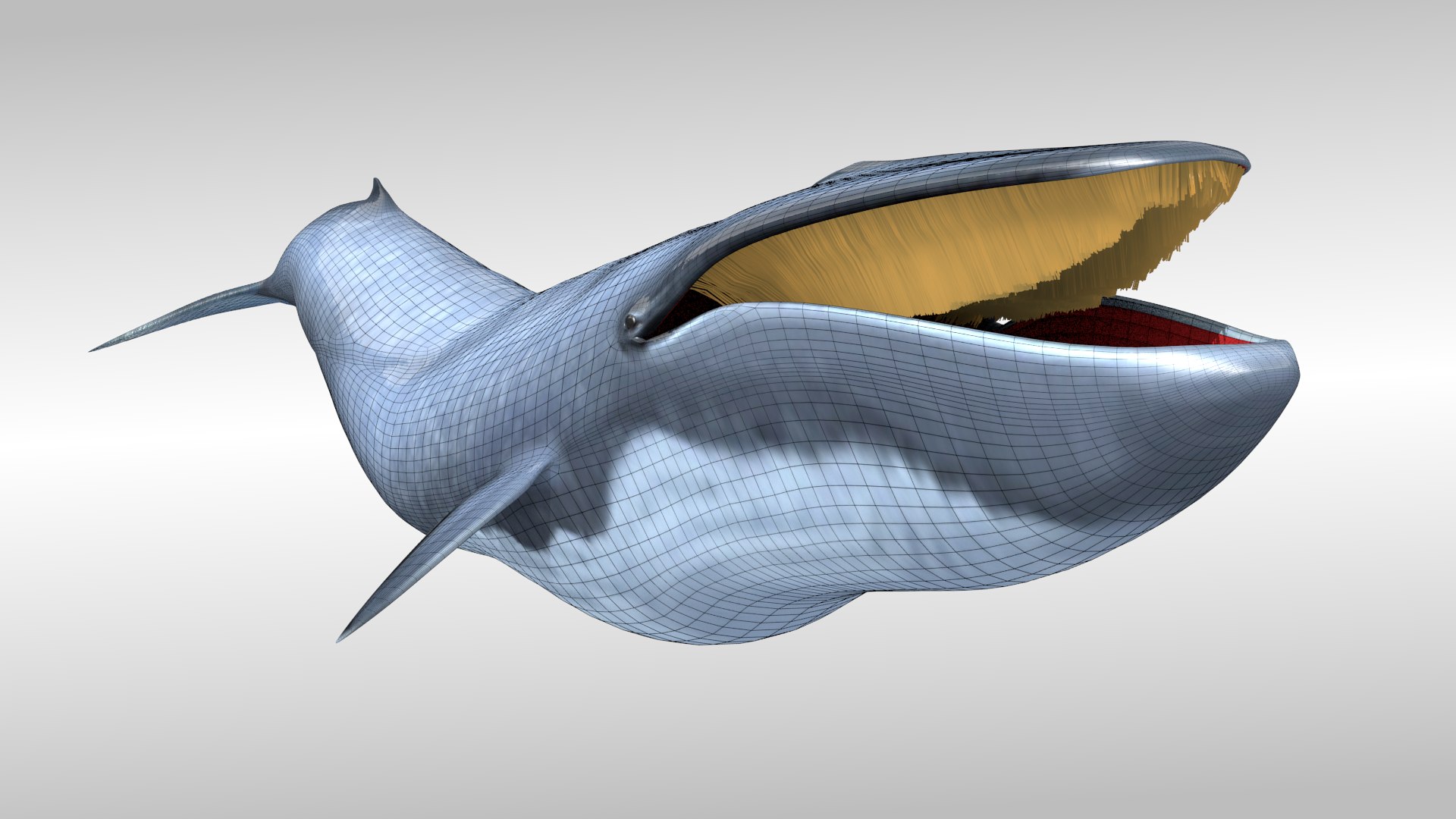 Blue Whale Fbx