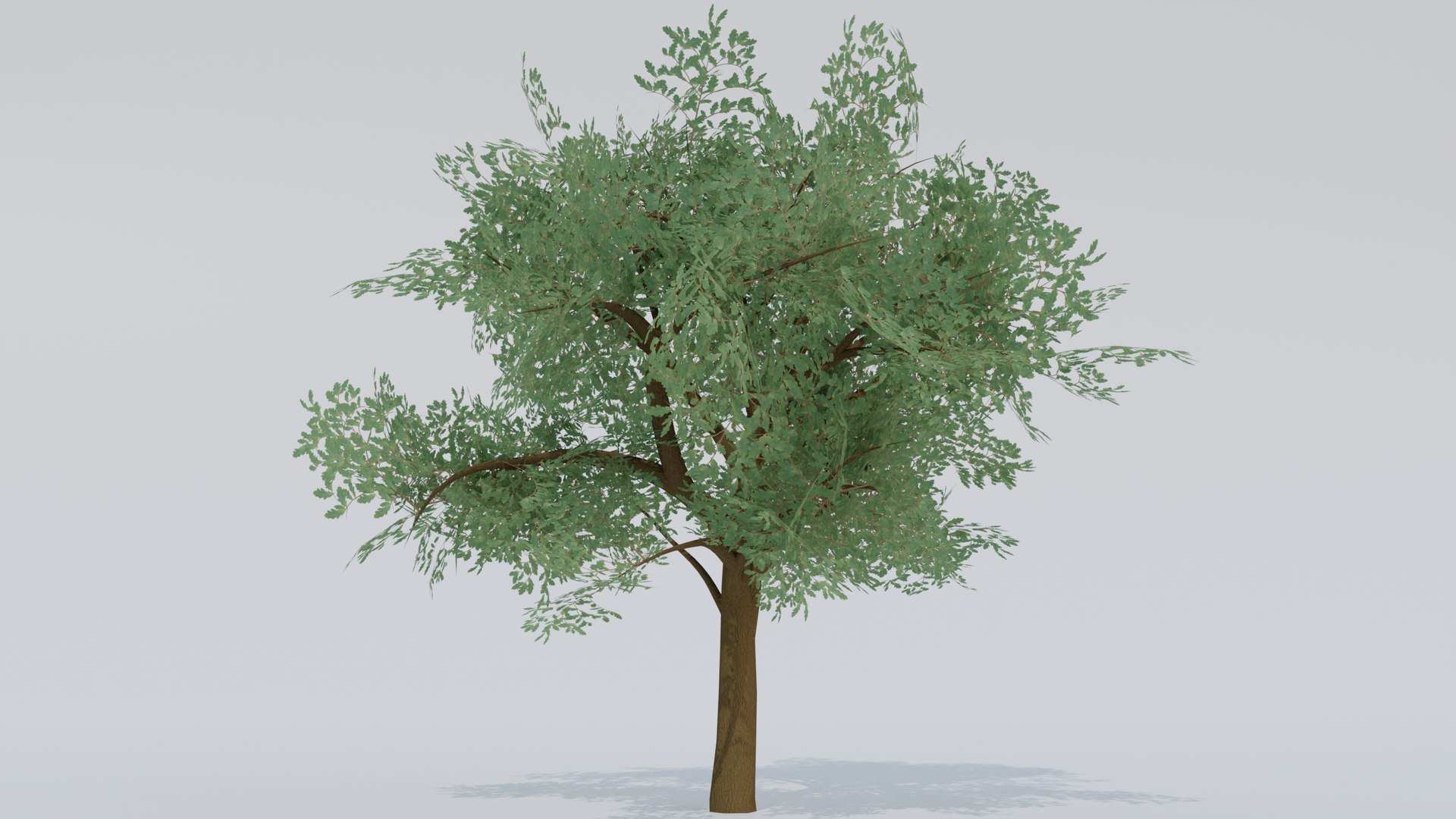 Simple Oak Tree Collection 3D Model - TurboSquid 2152460