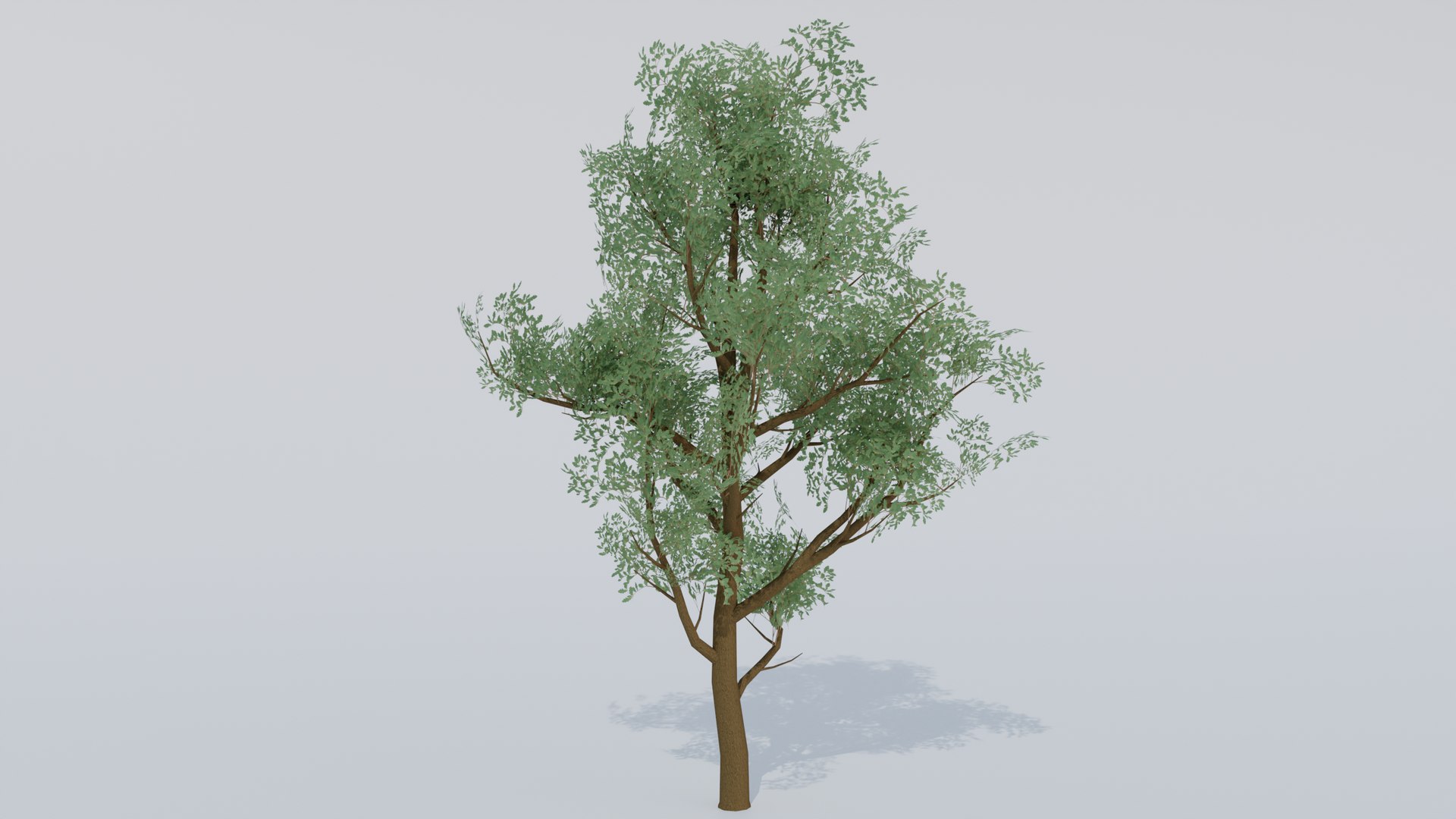 Simple Oak Tree Collection 3D Model - TurboSquid 2152460