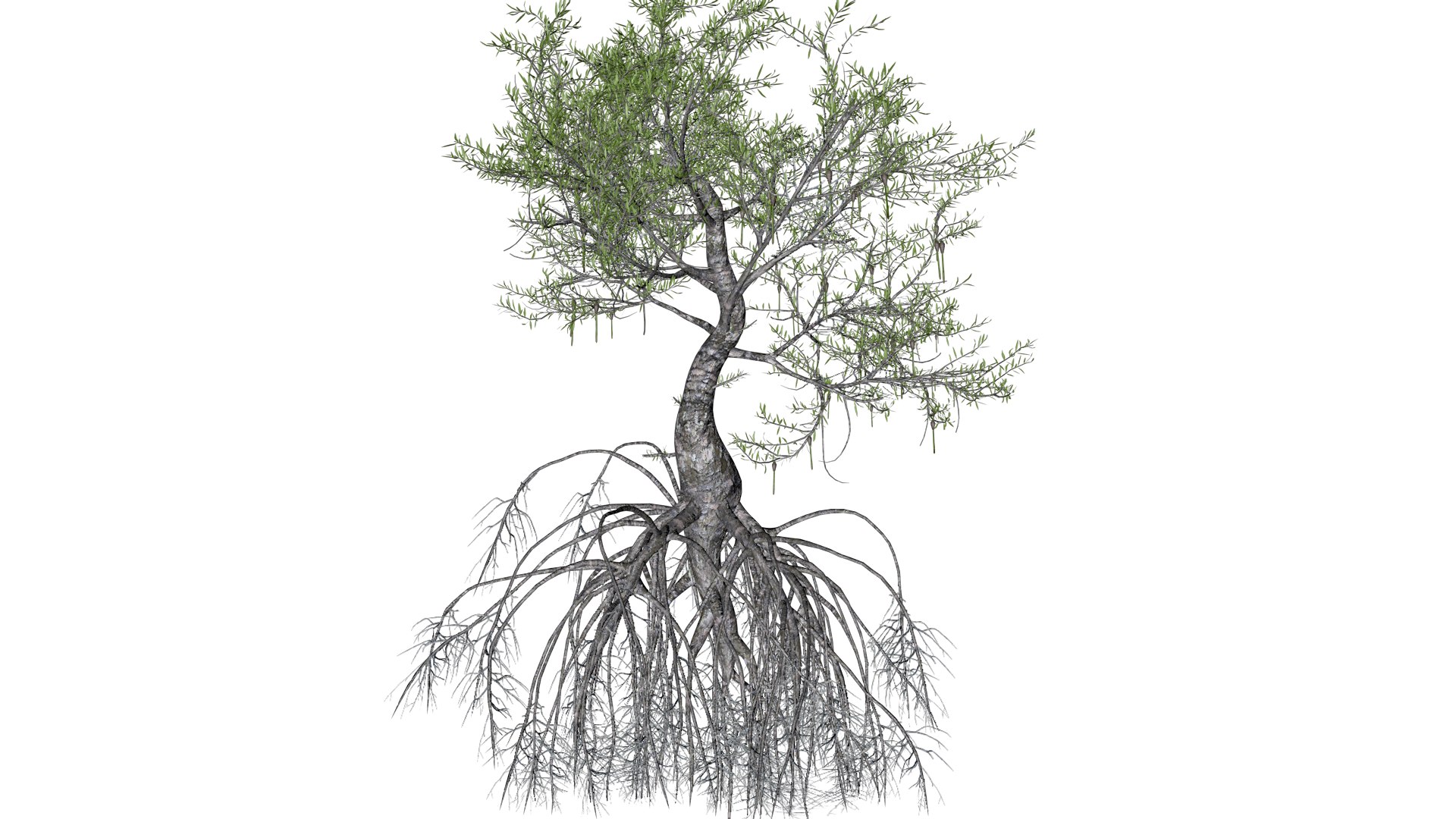 Red Mangrove Tree - 10 - 3D Model - TurboSquid 2377709