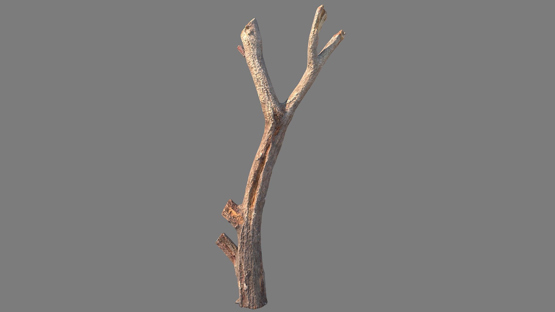 Twig Scanned 30 3D Model - TurboSquid 2088502