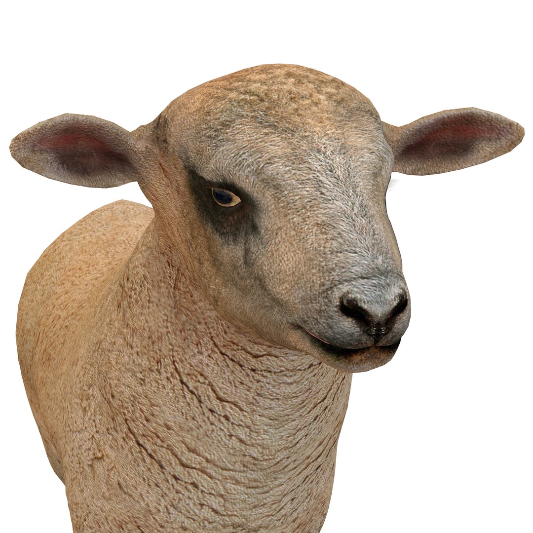 sheep ma