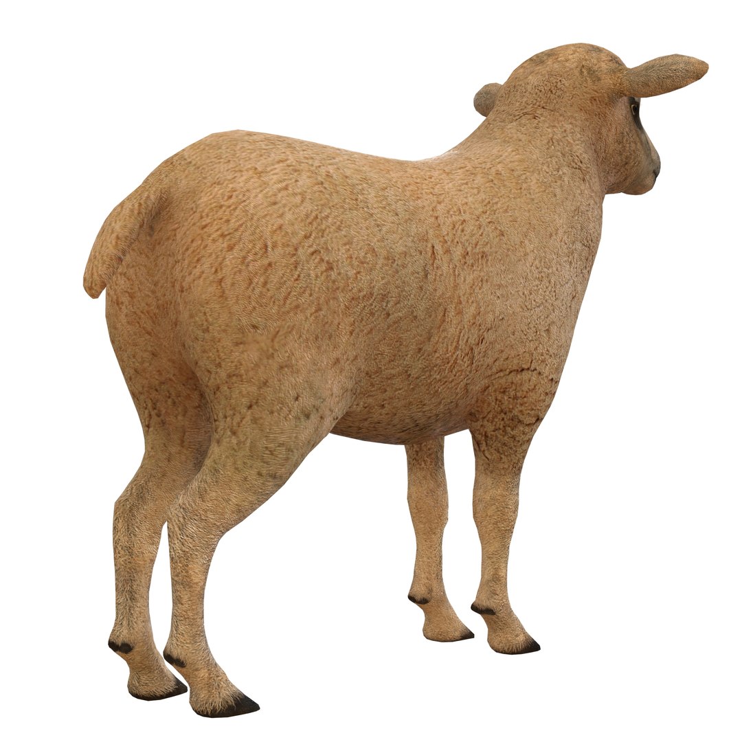 sheep ma