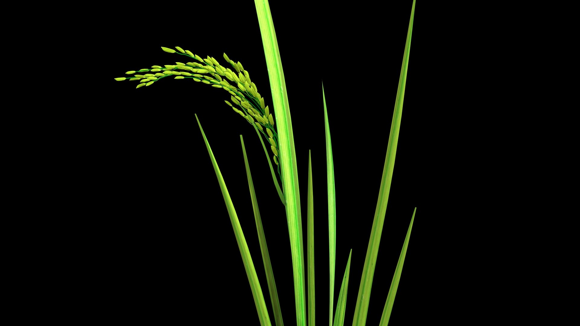 PADDY PLANT 3D Model - TurboSquid 1746188