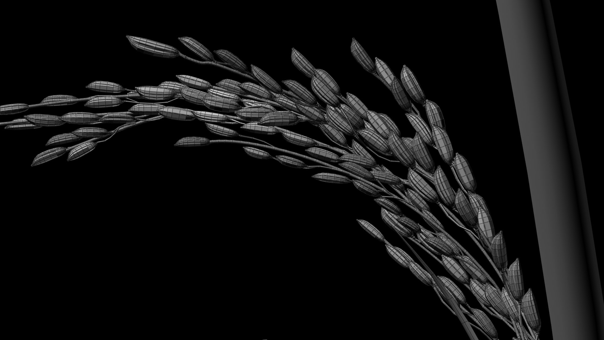 PADDY PLANT 3D Model - TurboSquid 1746188