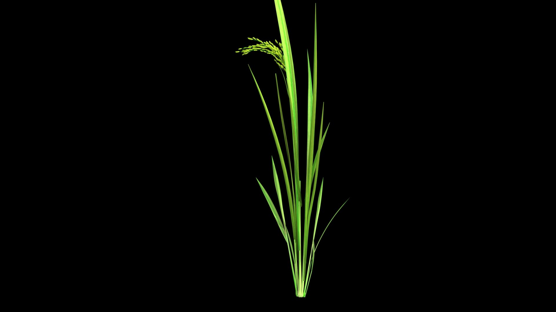 PADDY PLANT 3D Model - TurboSquid 1746188