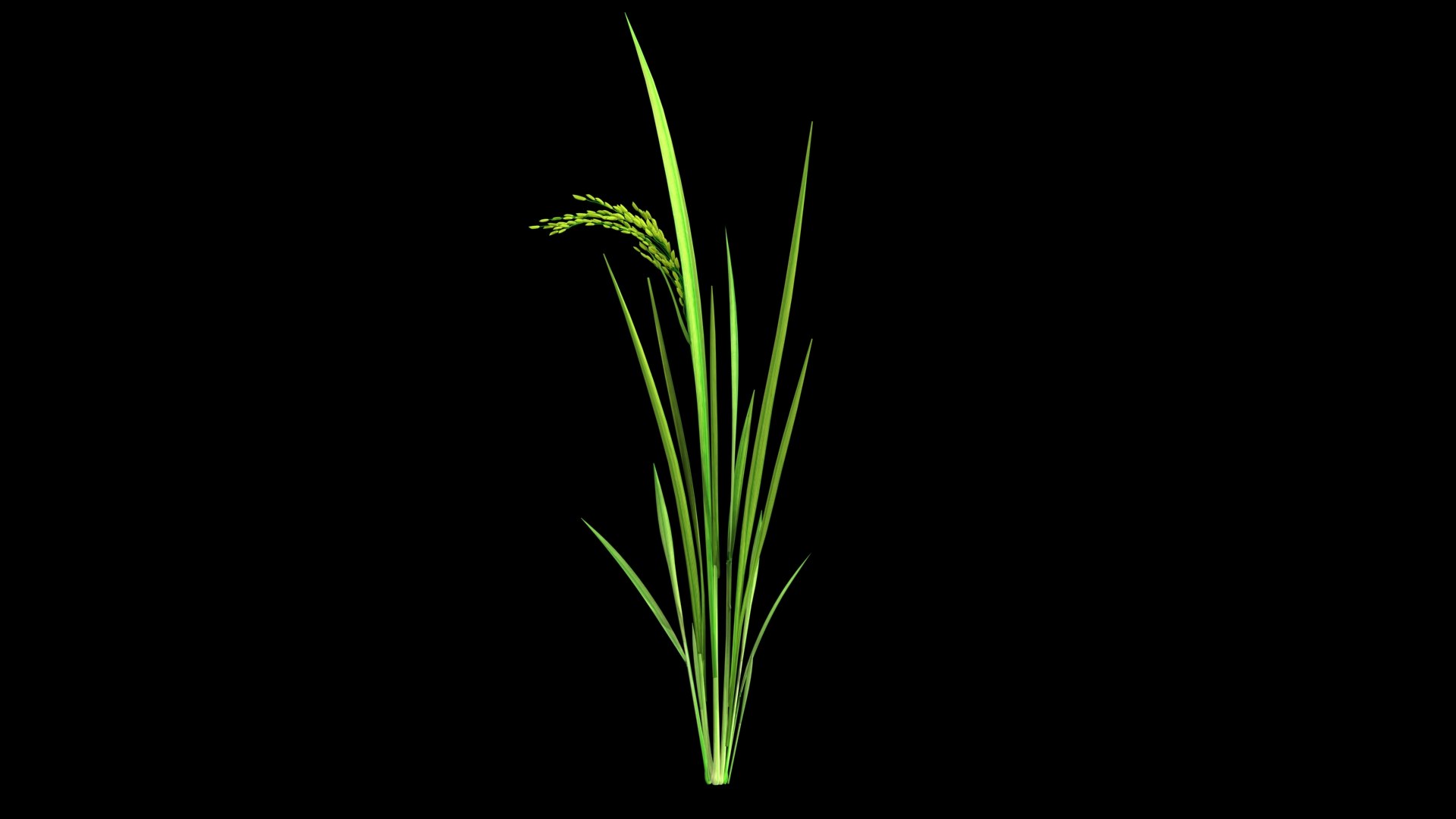 PADDY PLANT 3D Model - TurboSquid 1746188
