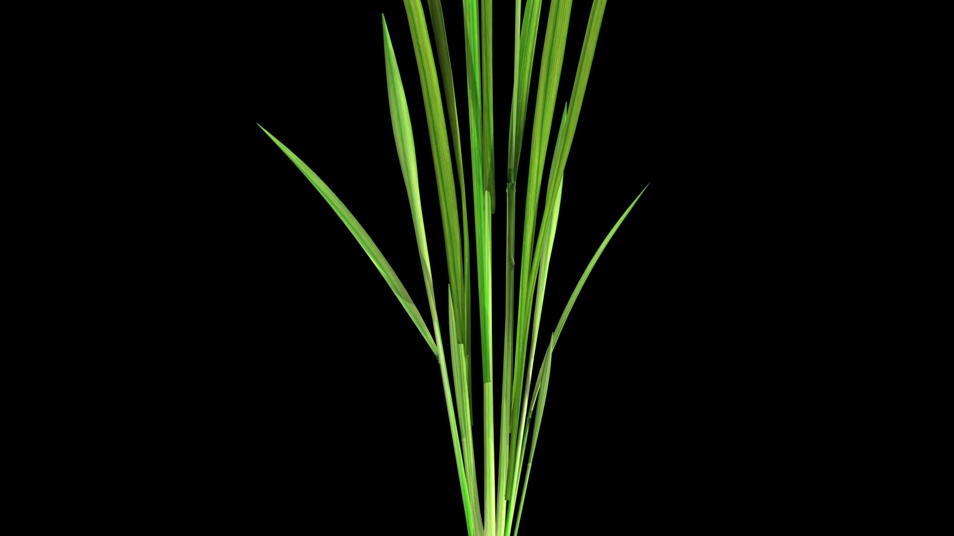 PADDY PLANT 3D Model - TurboSquid 1746188