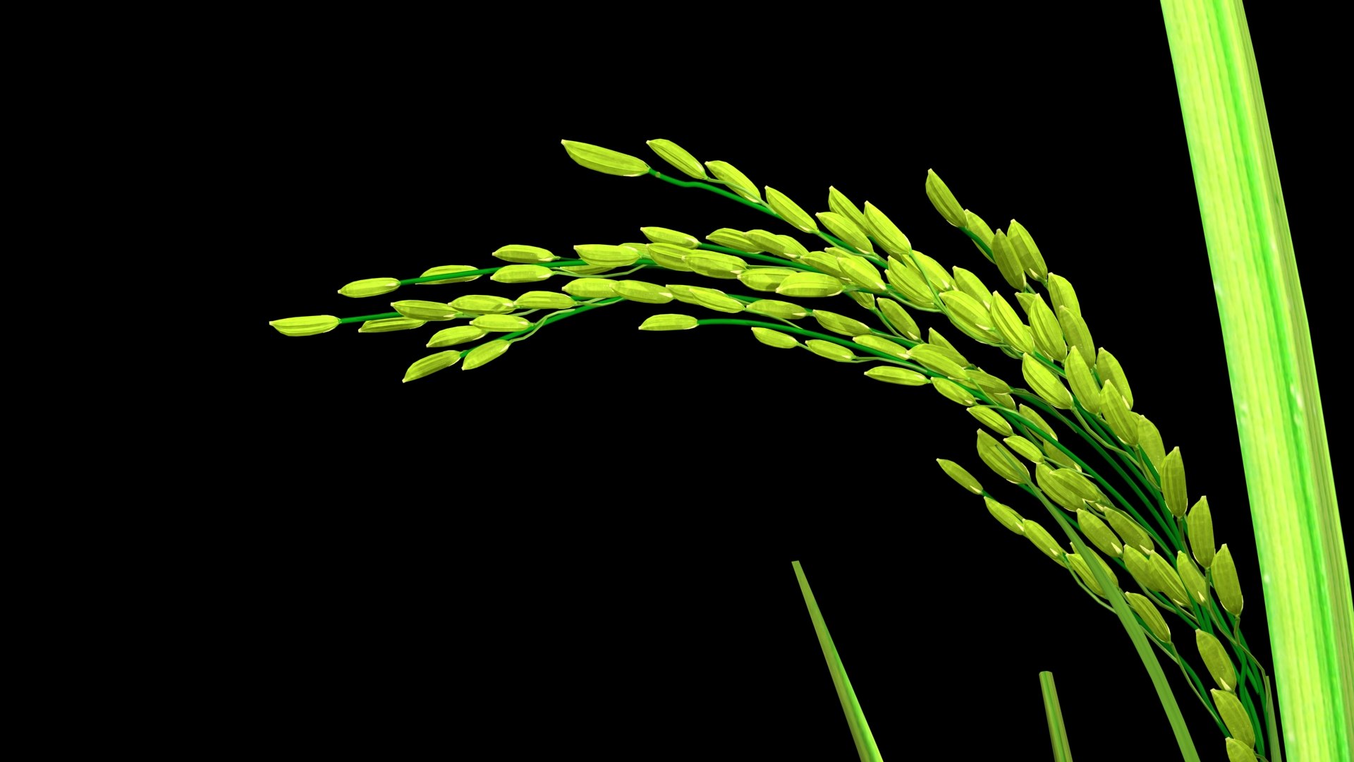PADDY PLANT 3D Model - TurboSquid 1746188