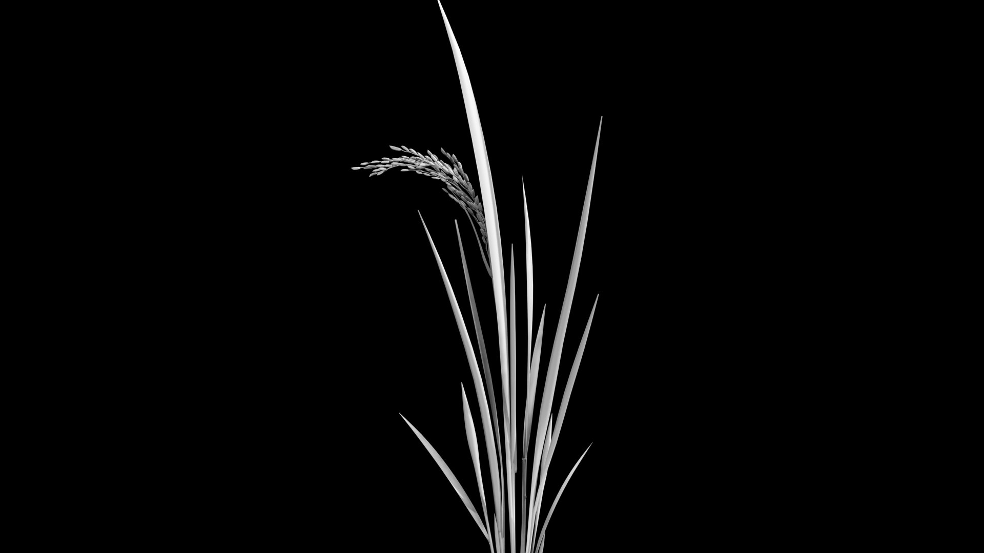 PADDY PLANT 3D Model - TurboSquid 1746188