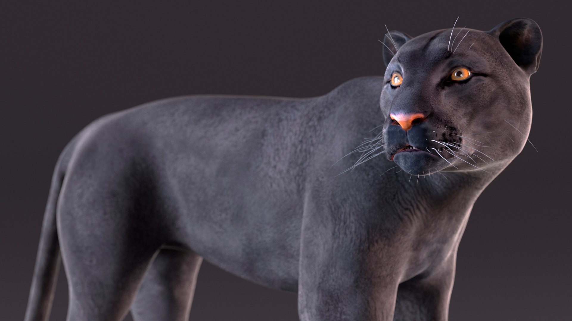 Black Panther Stand Pose 3D Model - TurboSquid 2217138