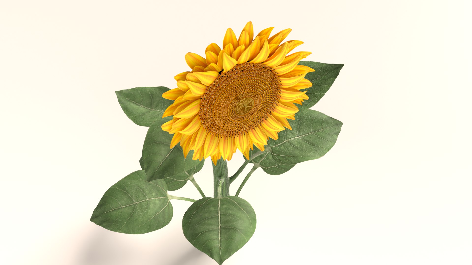 3D Sunflower - TurboSquid 2045015