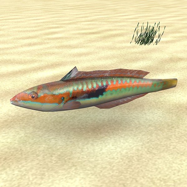 3d model low-poly fish coris julis