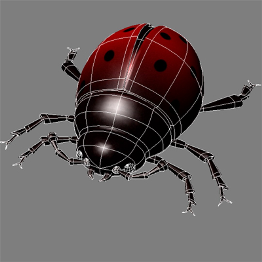 Ladybug Bug 3d Model