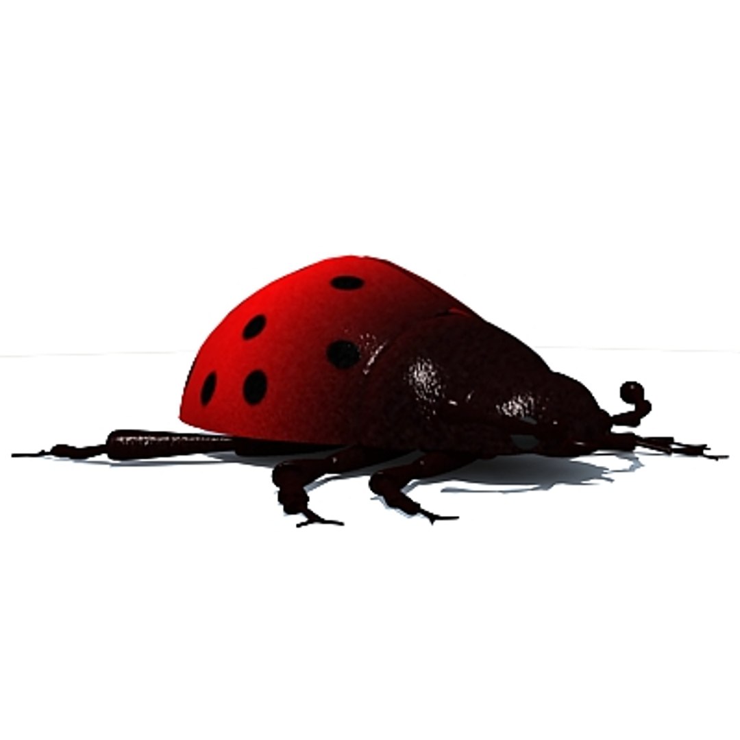 Ladybug Bug 3d Model