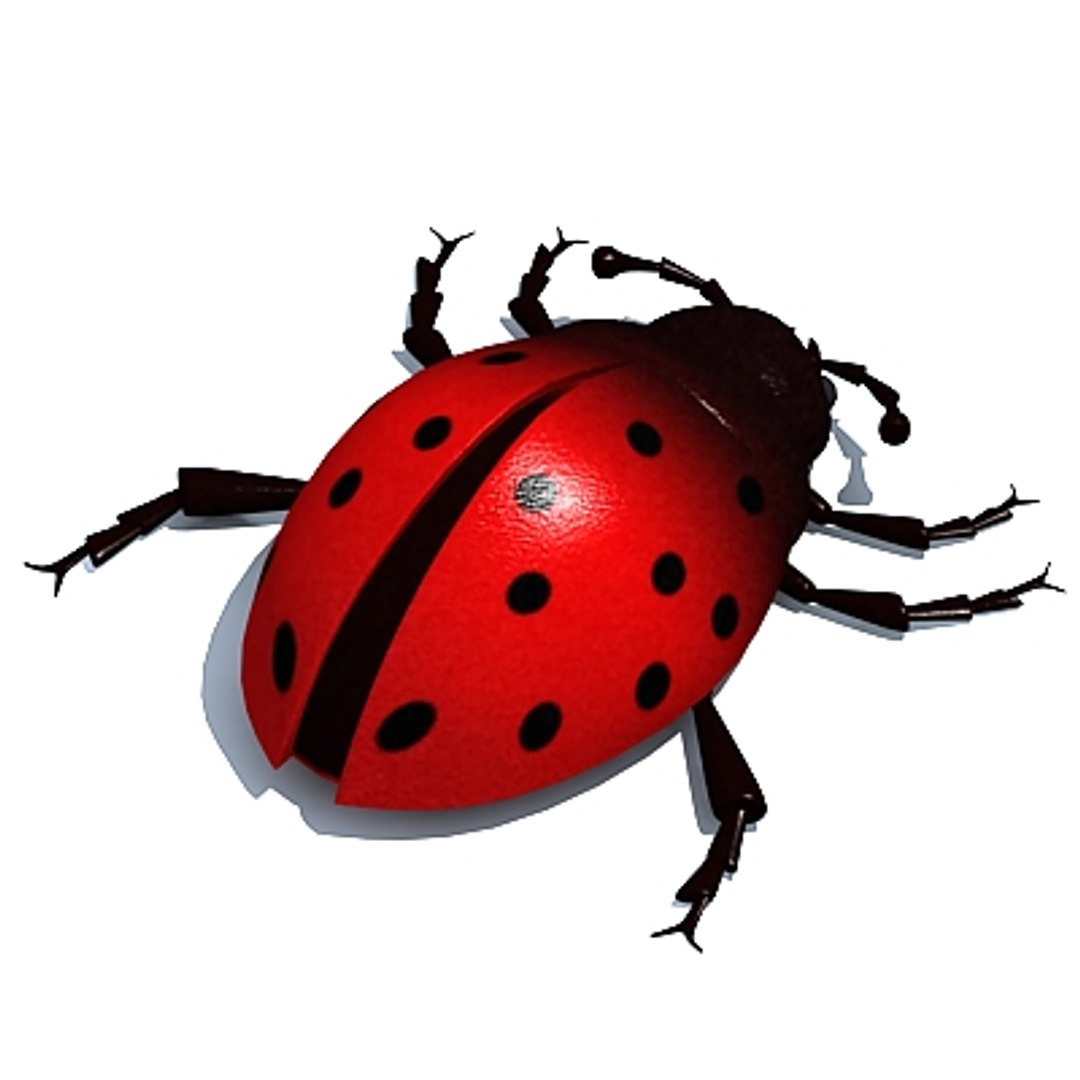 Ladybug Bug 3d Model