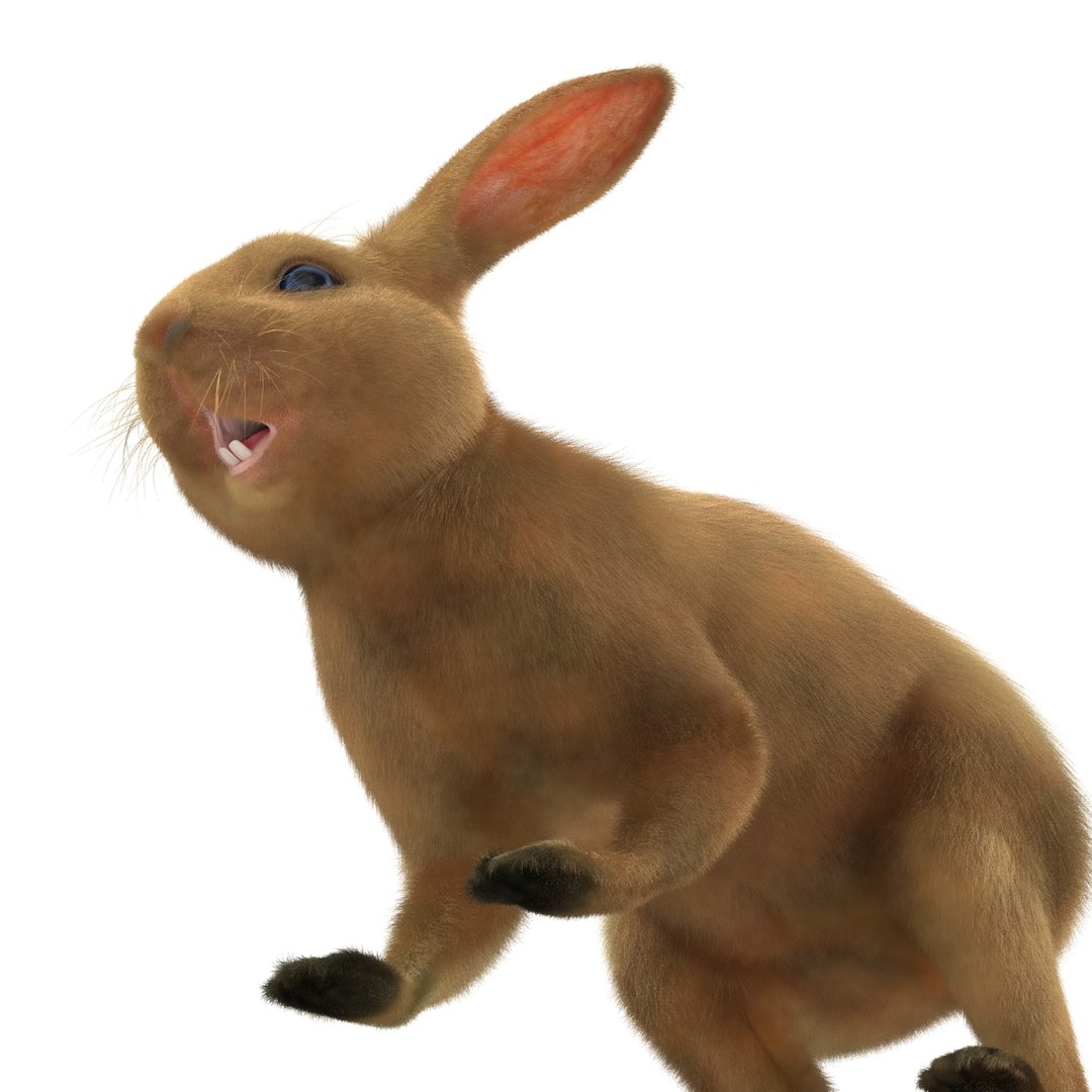 3d Rabbit Fur Hair Model