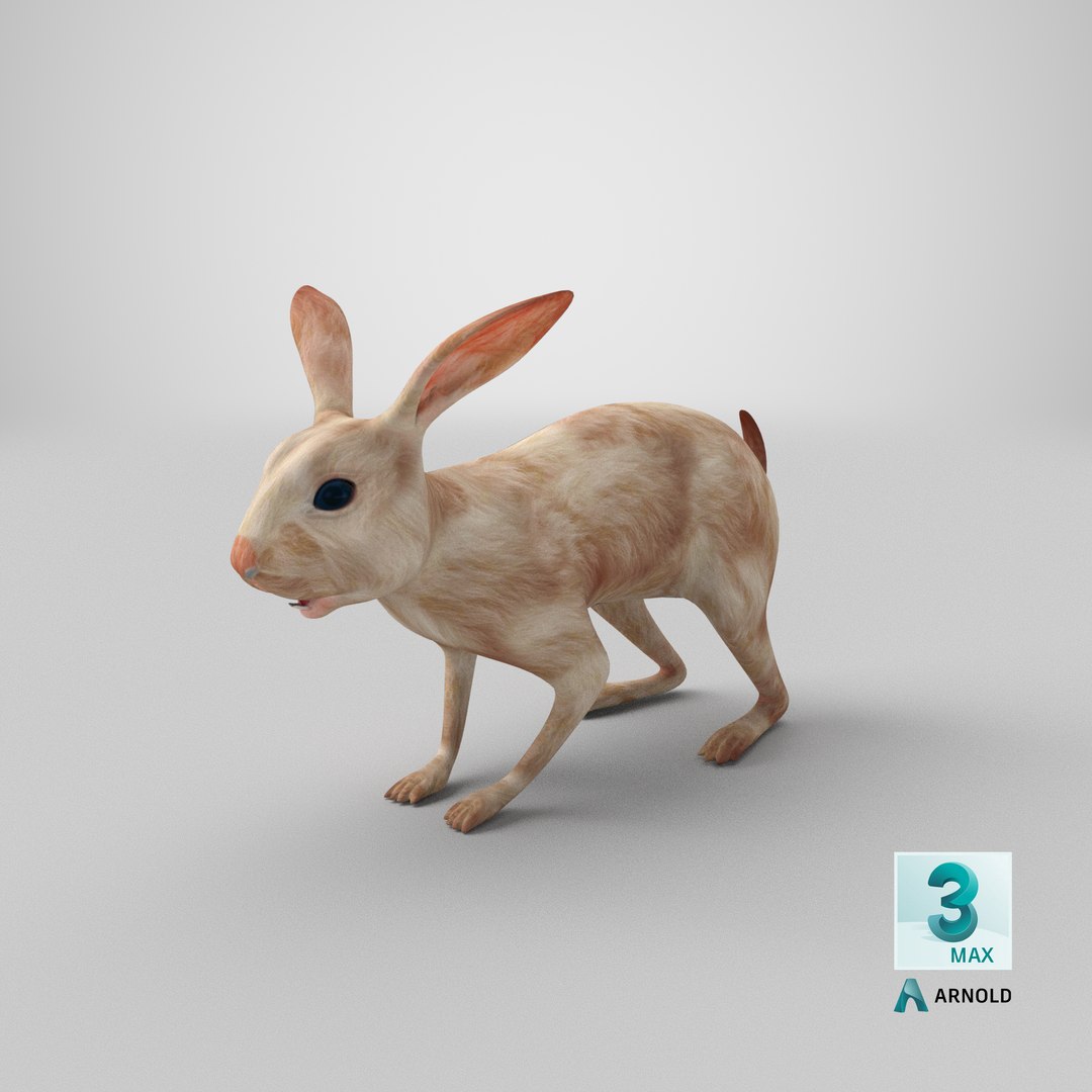 3d Rabbit Fur Hair Model