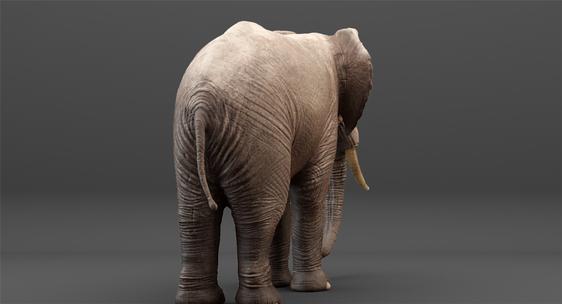 3D rigged elephant model - TurboSquid 1214522