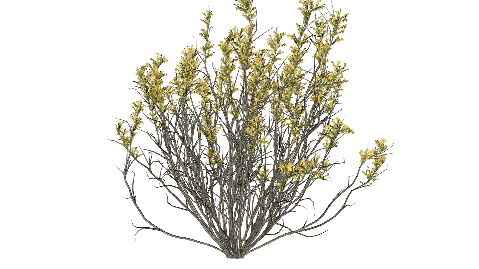 3D Broom Snakeweed With Flowers - 05 - Model - TurboSquid 2372597