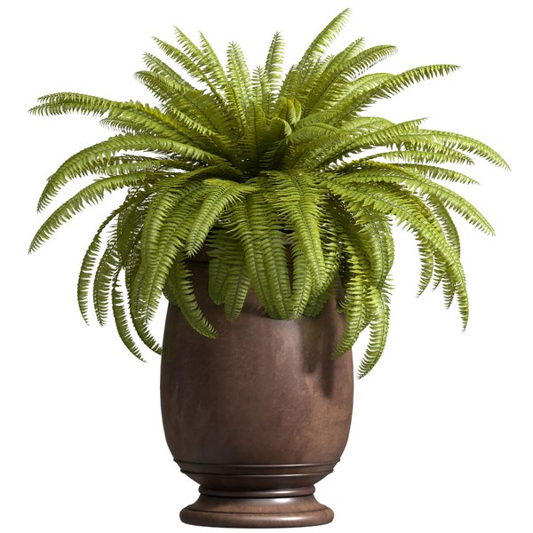 Samambaia de Boston em um vaso de flores Planta de jardim Palm Entrance ...