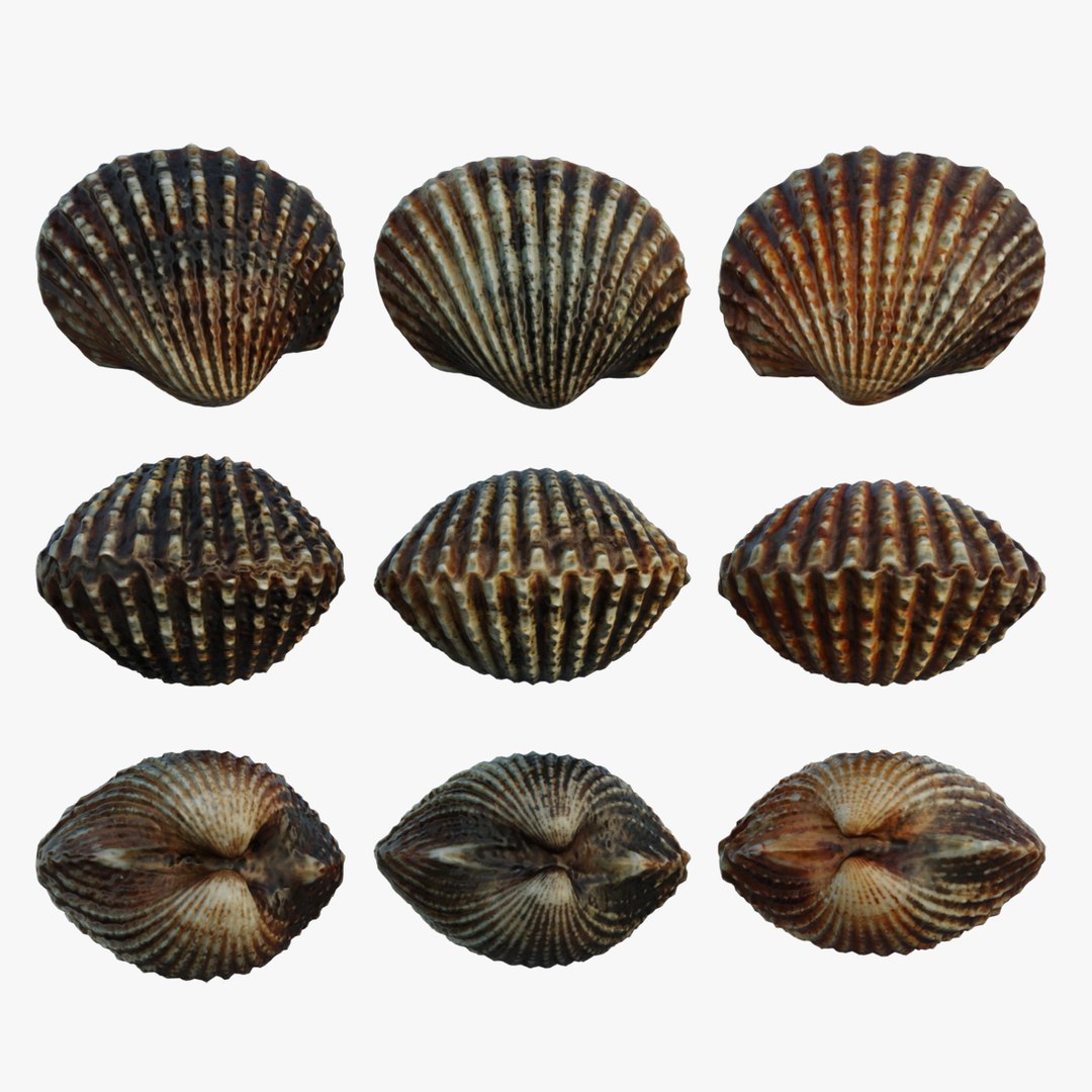 Blood Cockle 3D Model - TurboSquid 1925528