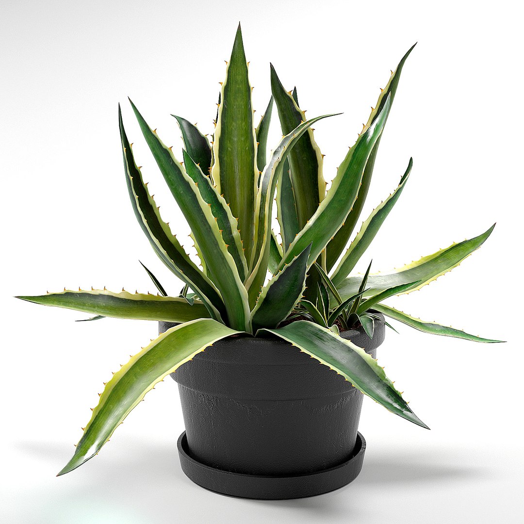 Agave Set Model - TurboSquid 1281446
