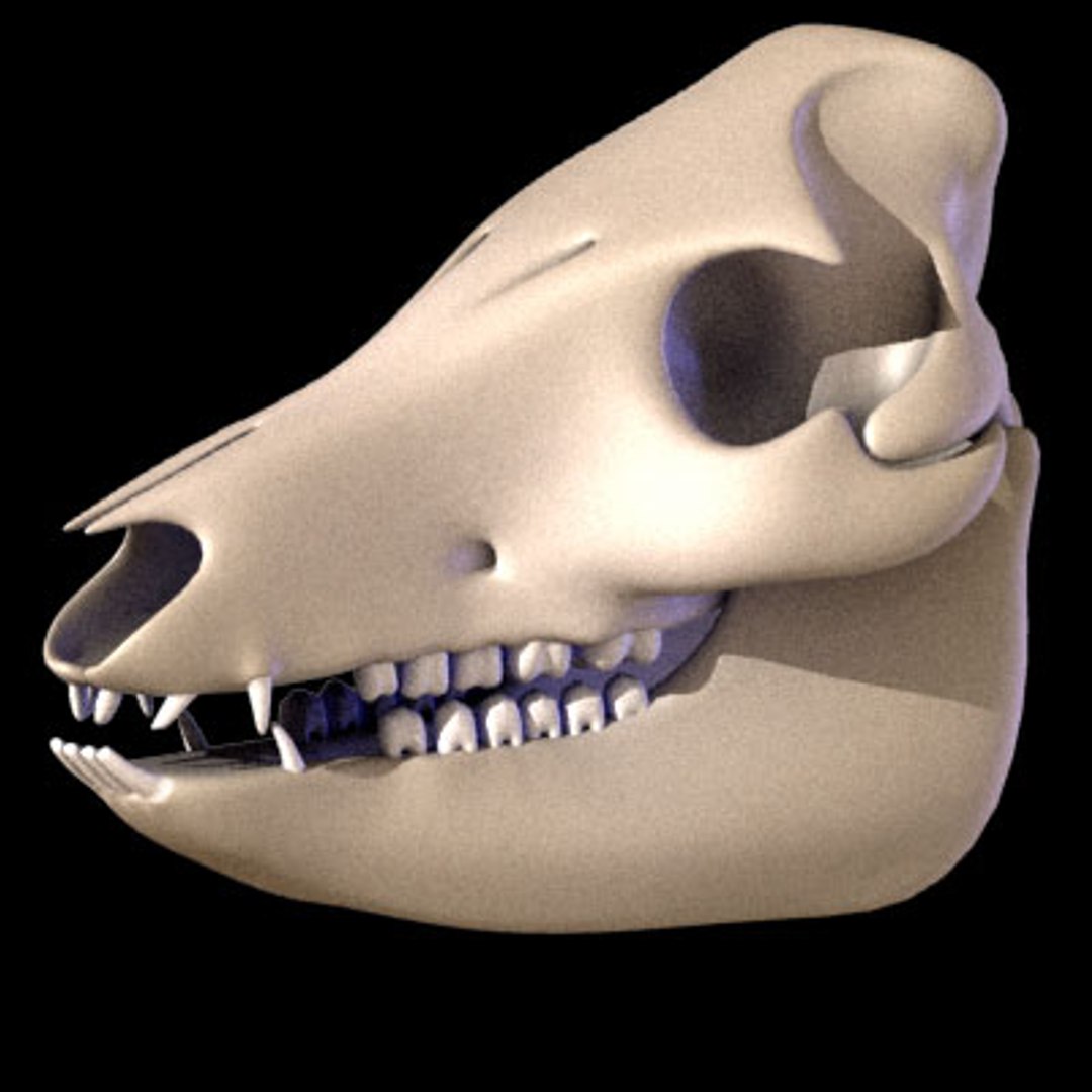 Pig Skeleton 3d Model