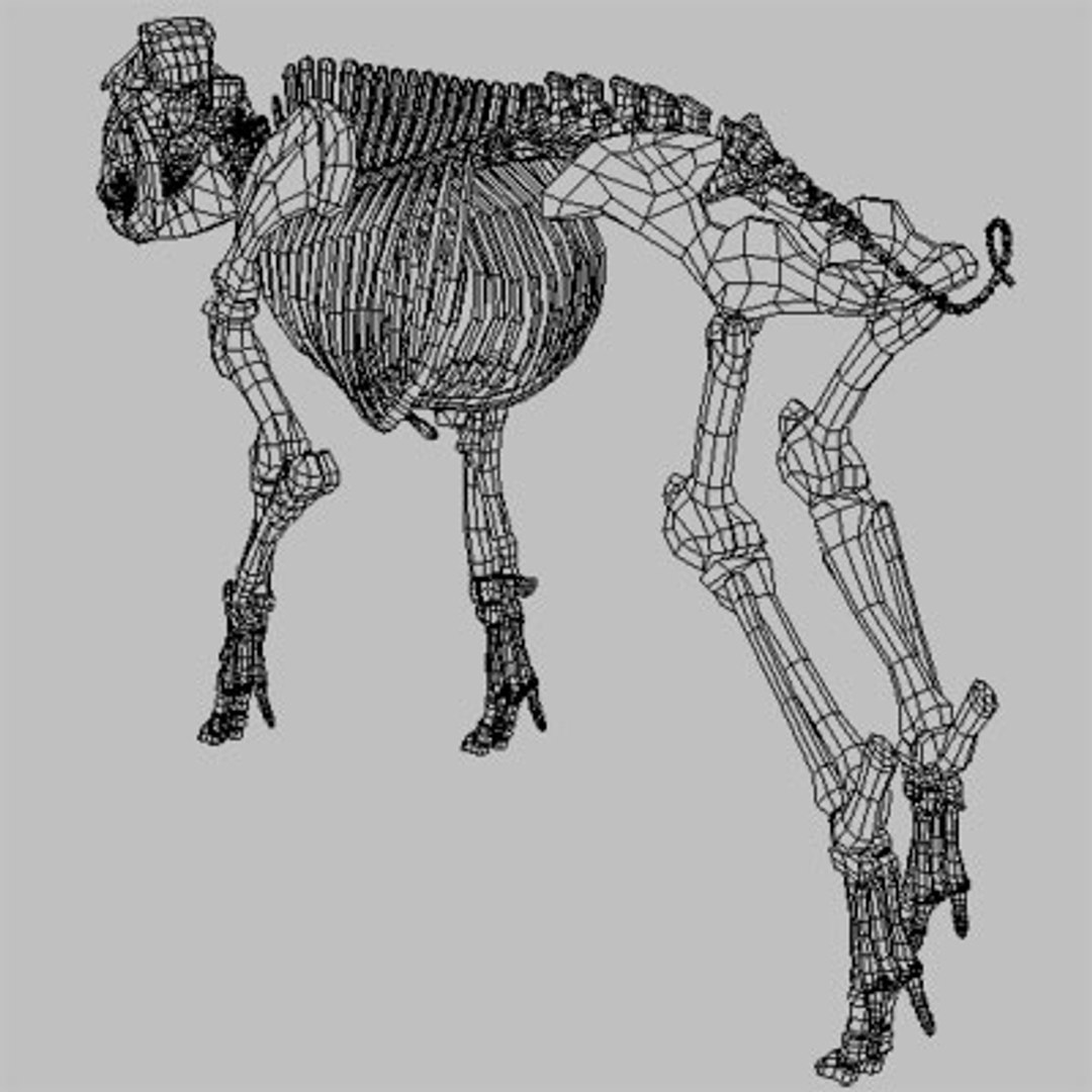 Pig Skeleton 3d Model
