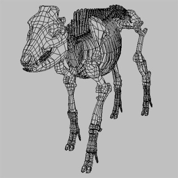 pig skeleton 3d model