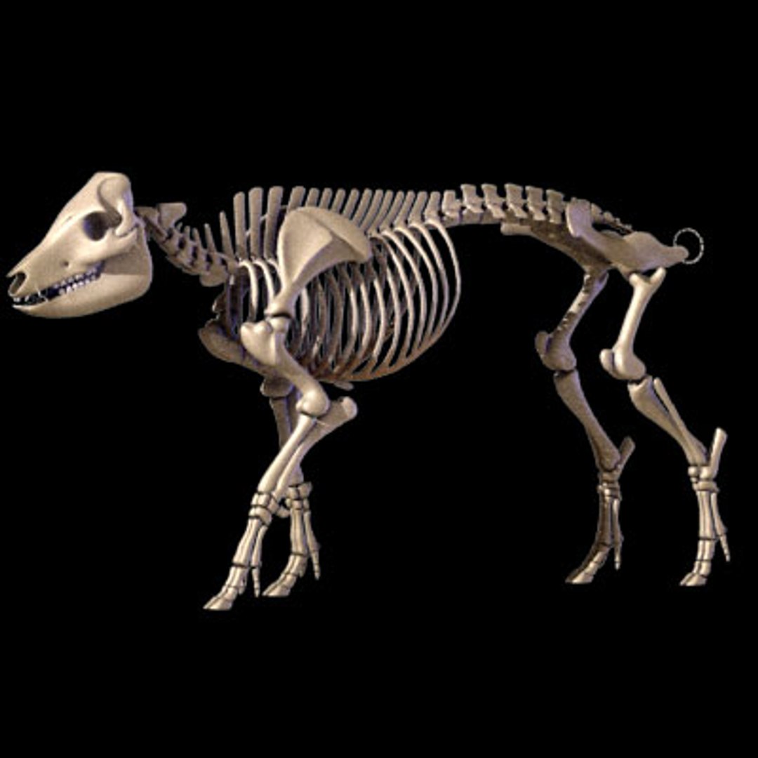Pig Skeleton 3d Model