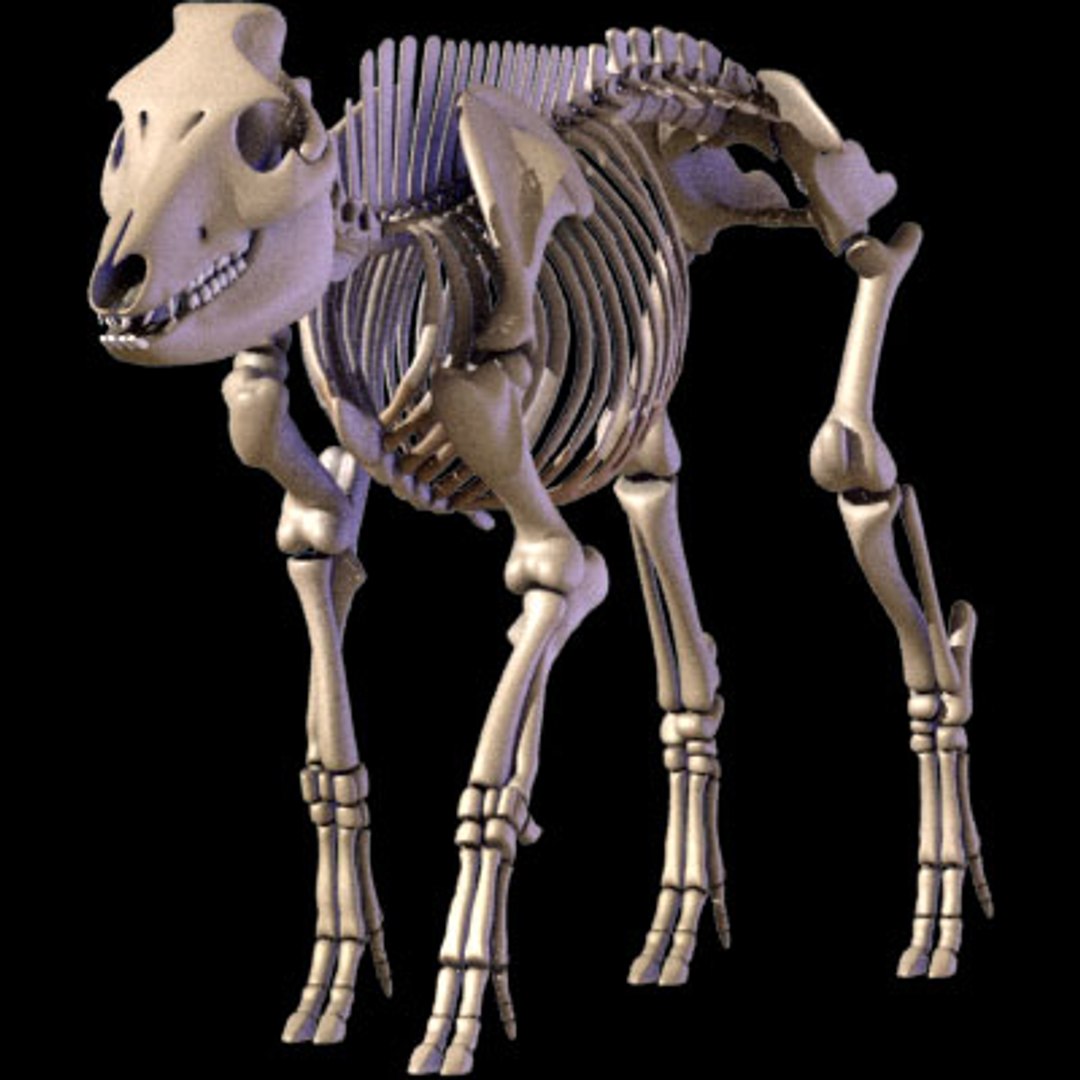 Pig Skeleton 3d Model
