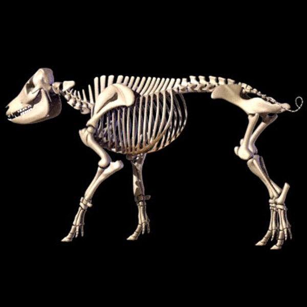 pig skeleton 3d model