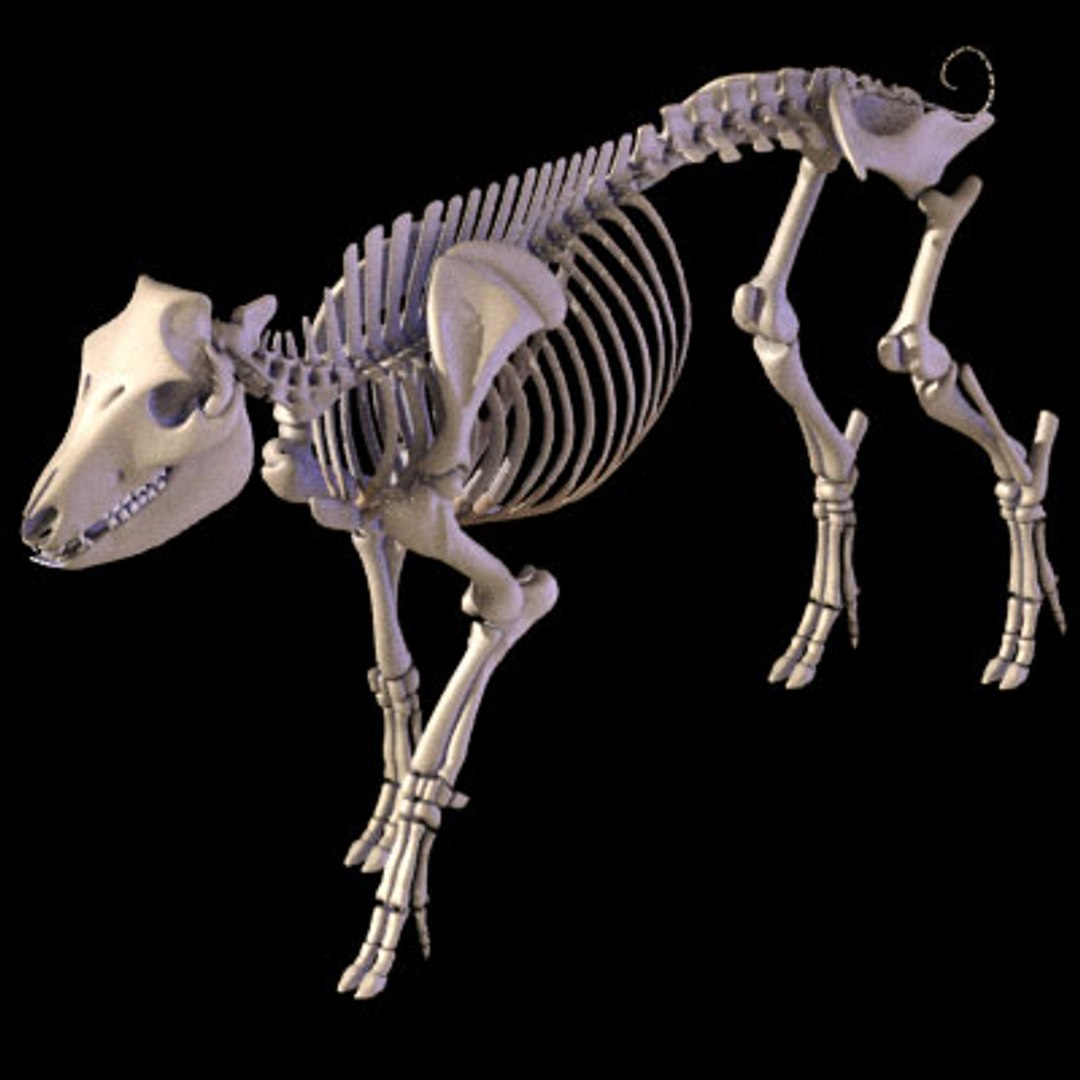 Pig Skeleton 3d Model