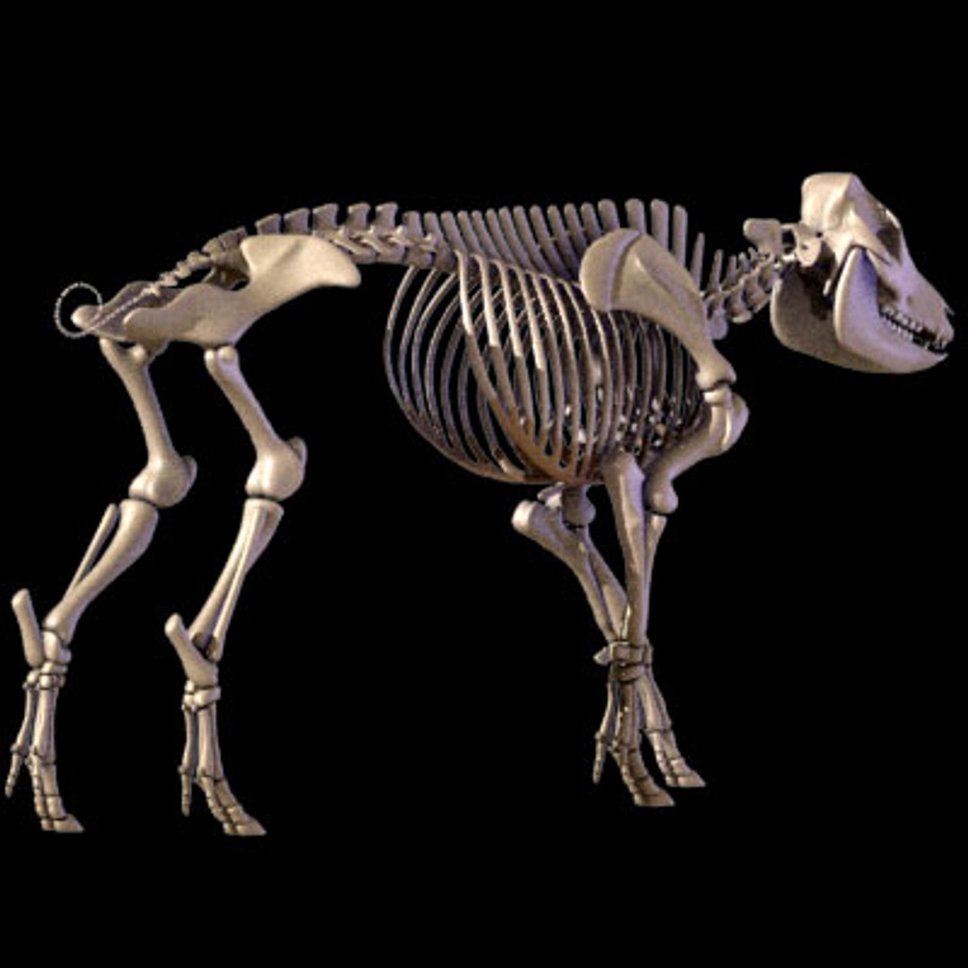 Pig Skeleton 3d Model