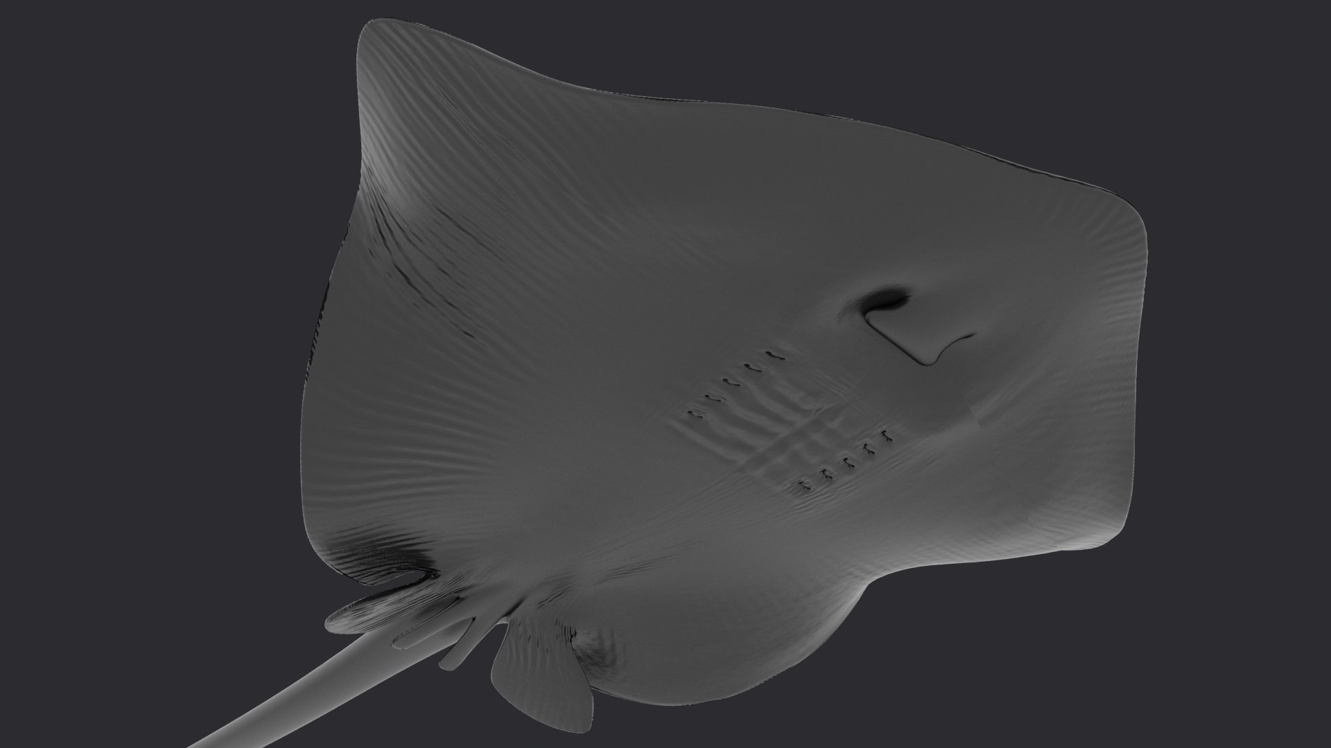 Stingray 3D - TurboSquid 2143441