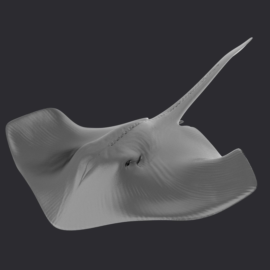 Stingray 3D - TurboSquid 2143441